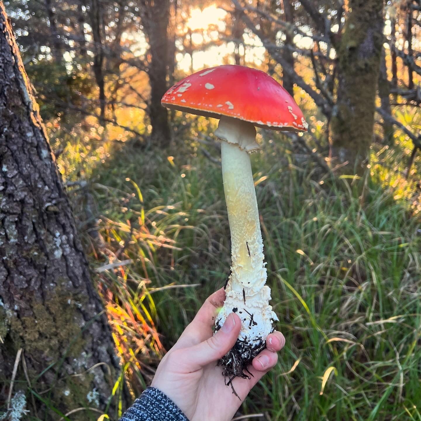 Amanita Muscaria Microdose Capsules | luminita